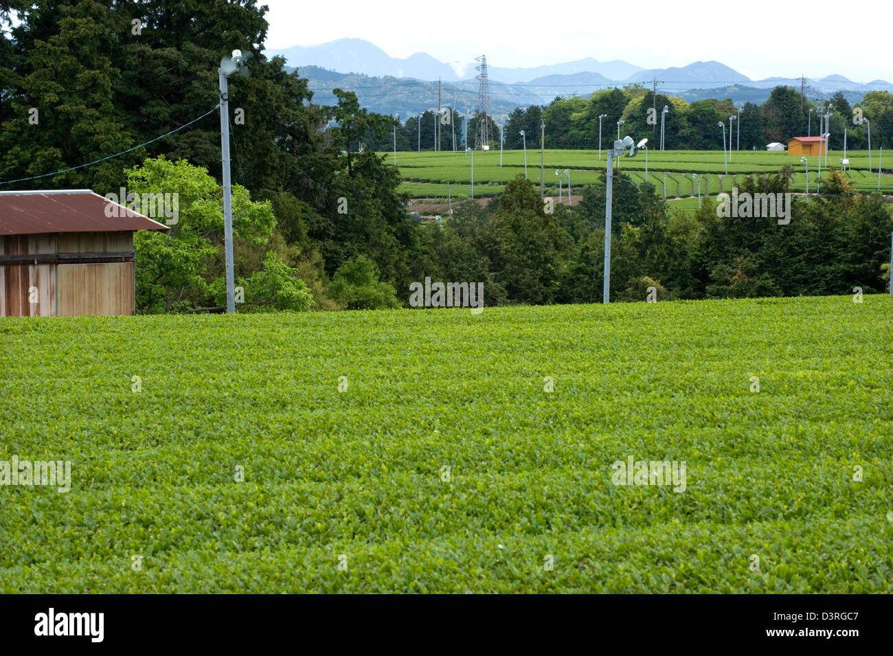 Makinohara tea field hi-res stock photography and images - Alamy