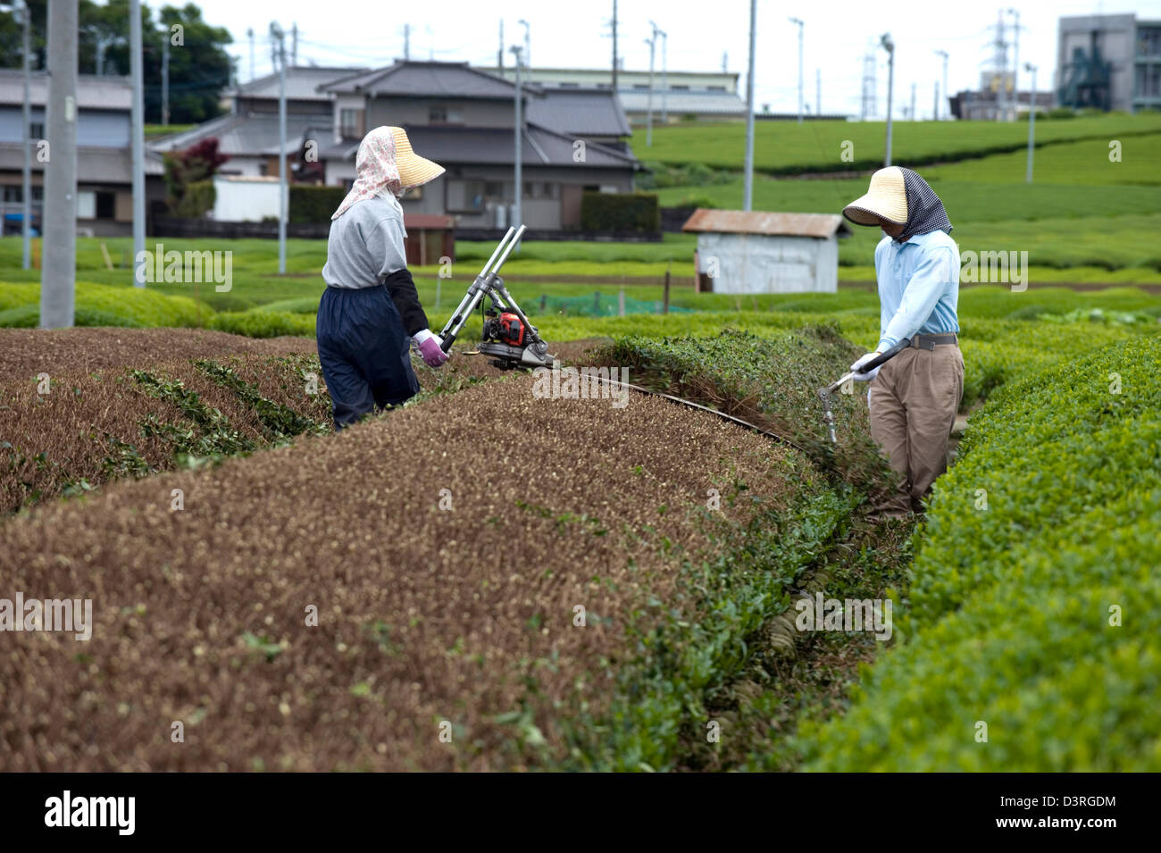 Women in agriculture in japan hi-res stock photography and images - Alamy