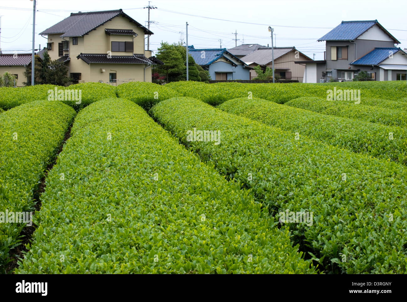Rows of fresh green tea bushes growing at a plantation in the ...