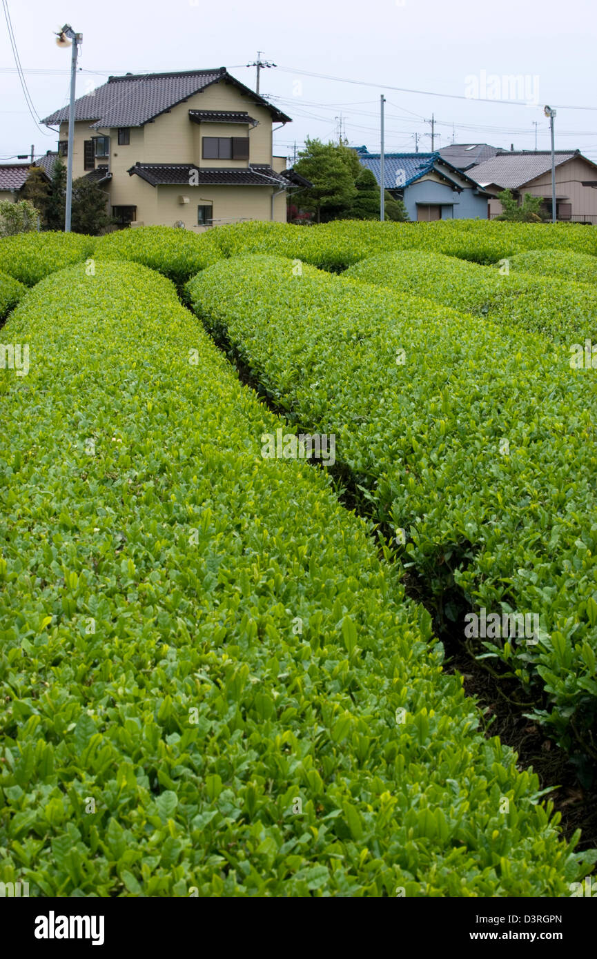 Makinohara tea field hi-res stock photography and images - Alamy