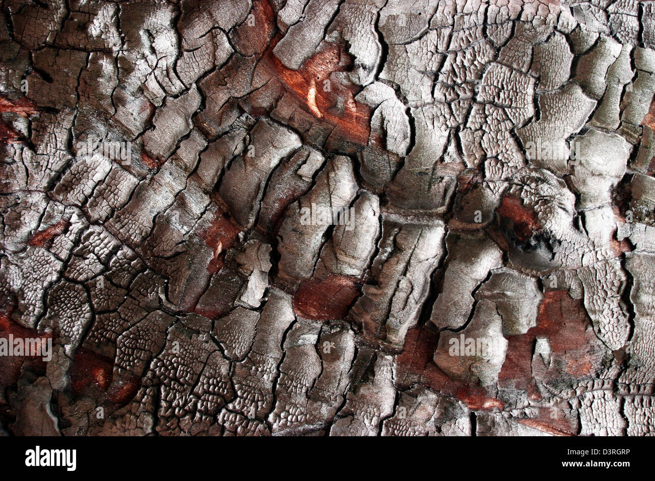 Old tree in coal form background Stock Photo - Alamy