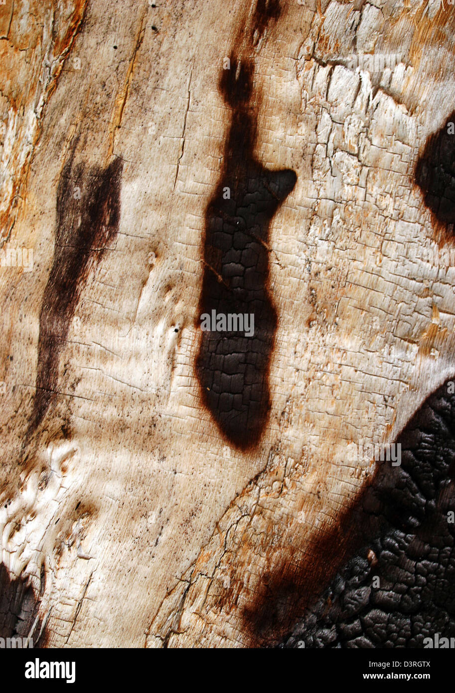 Old tree in coal form background Stock Photo - Alamy