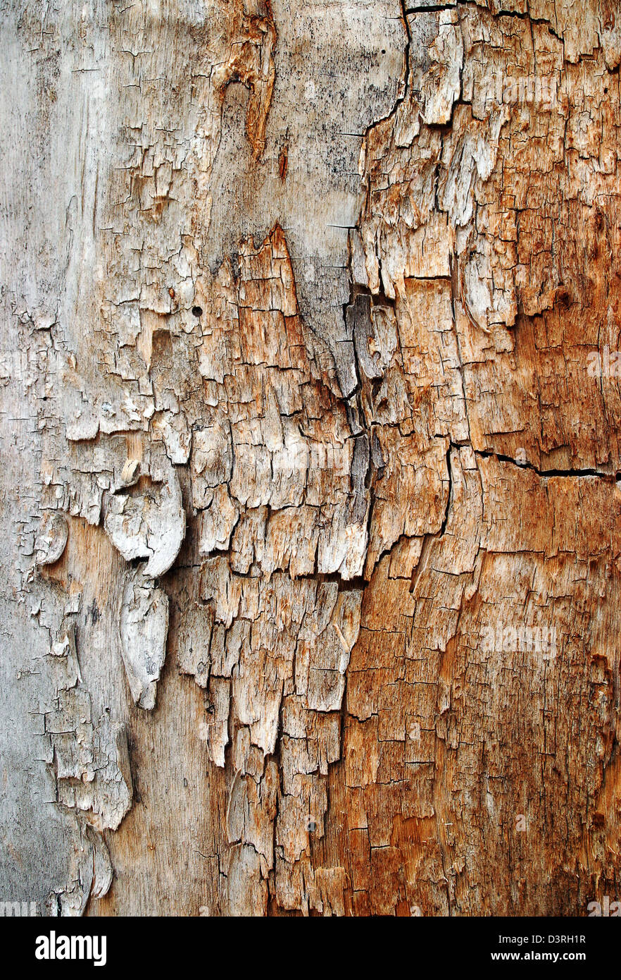 Rotting log texture hi-res stock photography and images - Alamy