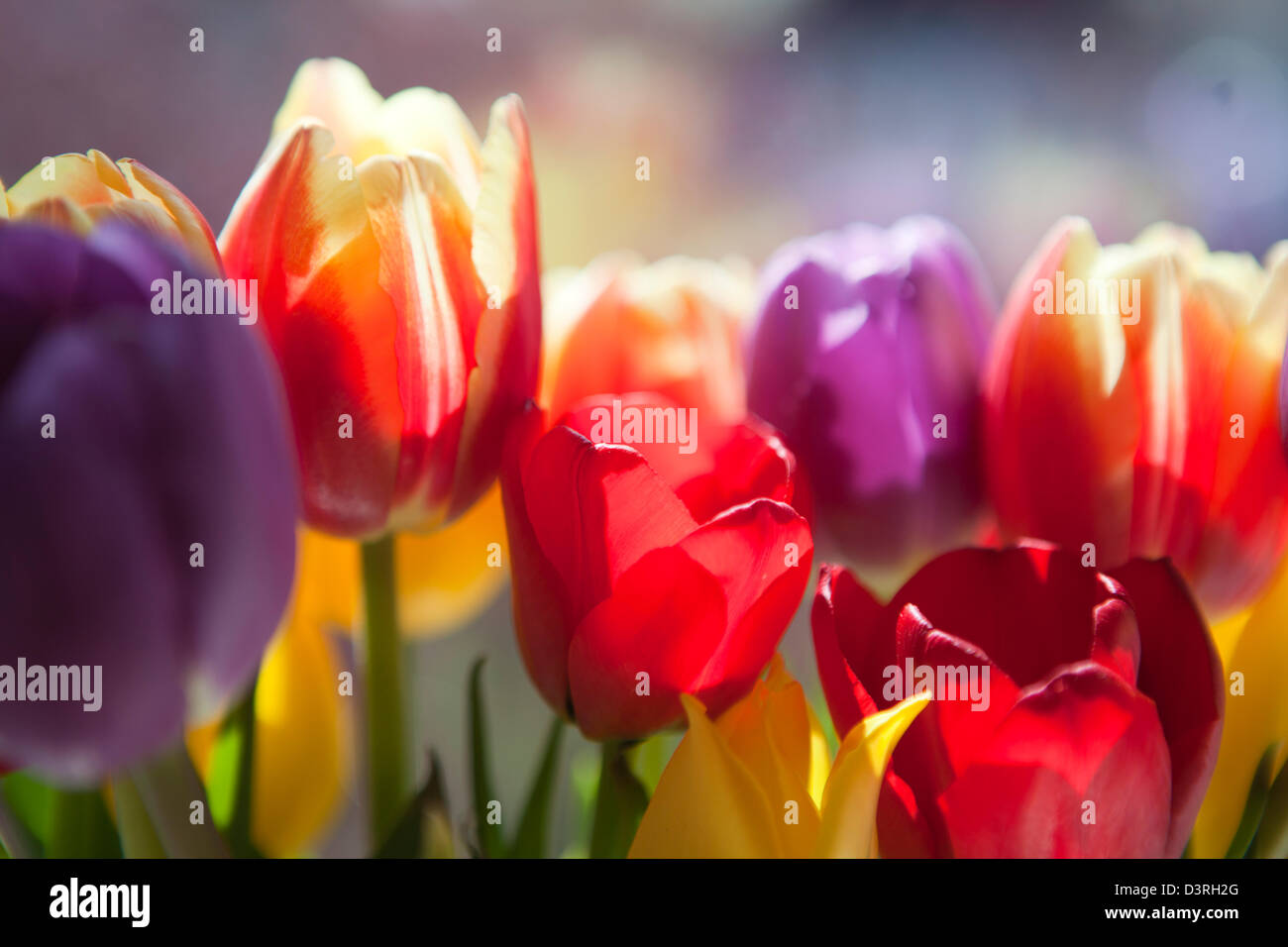 Red and purple mixed tulips hi-res stock photography and images - Alamy
