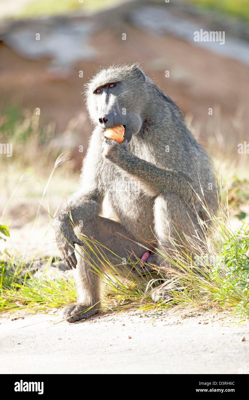 Adult baboon eating Stock Photo - Alamy
