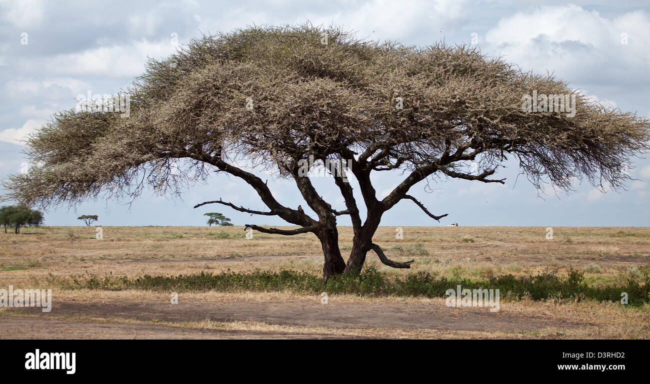 A large acacia tree with a safari vehicle in the background. Serengeti ...