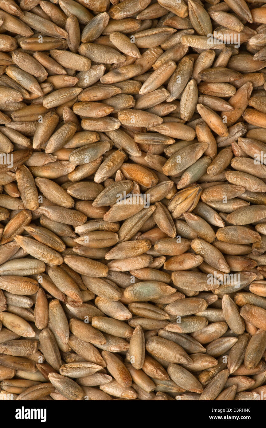 Rye grains hi-res stock photography and images - Alamy