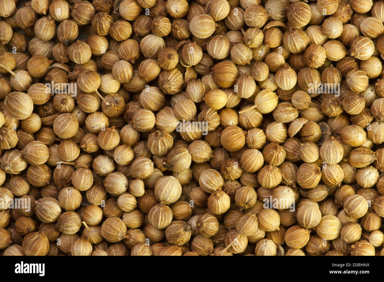 Dried coriander fruits hi-res stock photography and images - Alamy