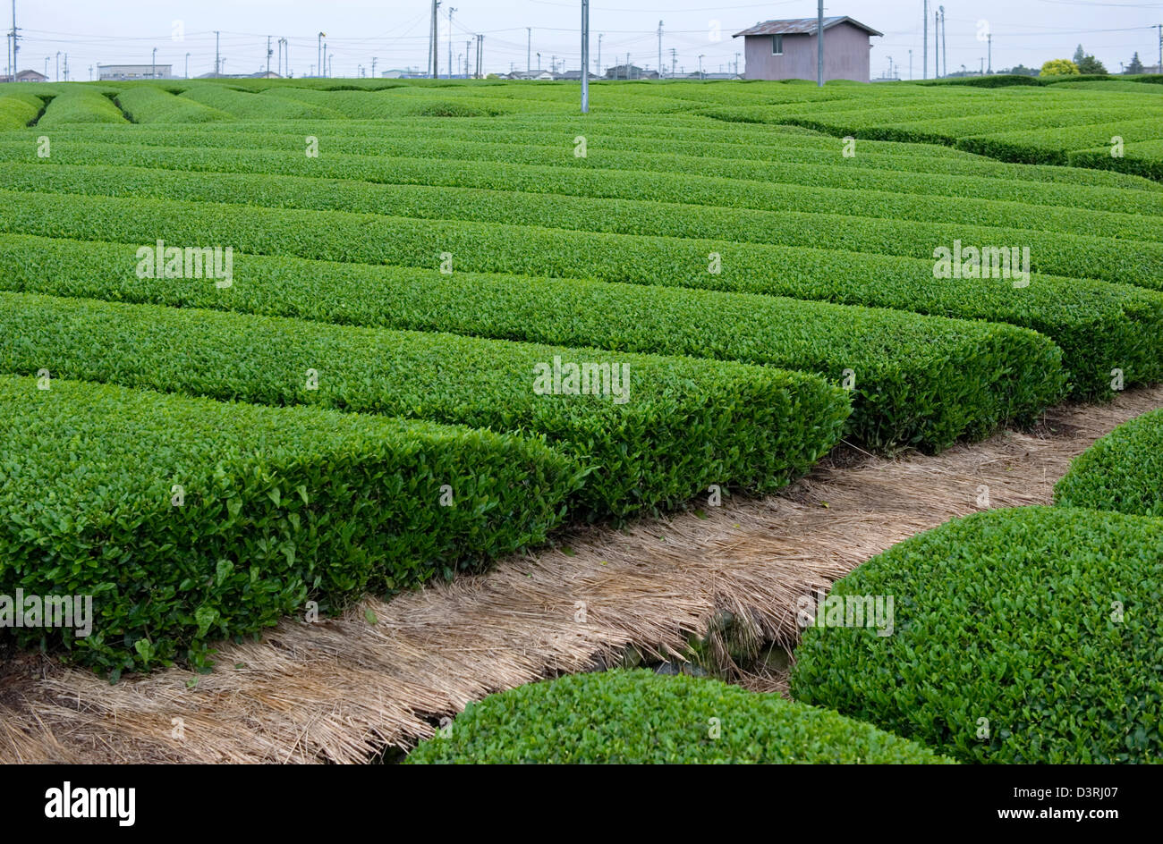 Rows of fresh green tea bushes growing at a plantation in the ...