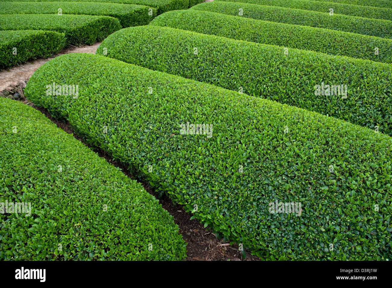 Makinohara tea field hi-res stock photography and images - Alamy