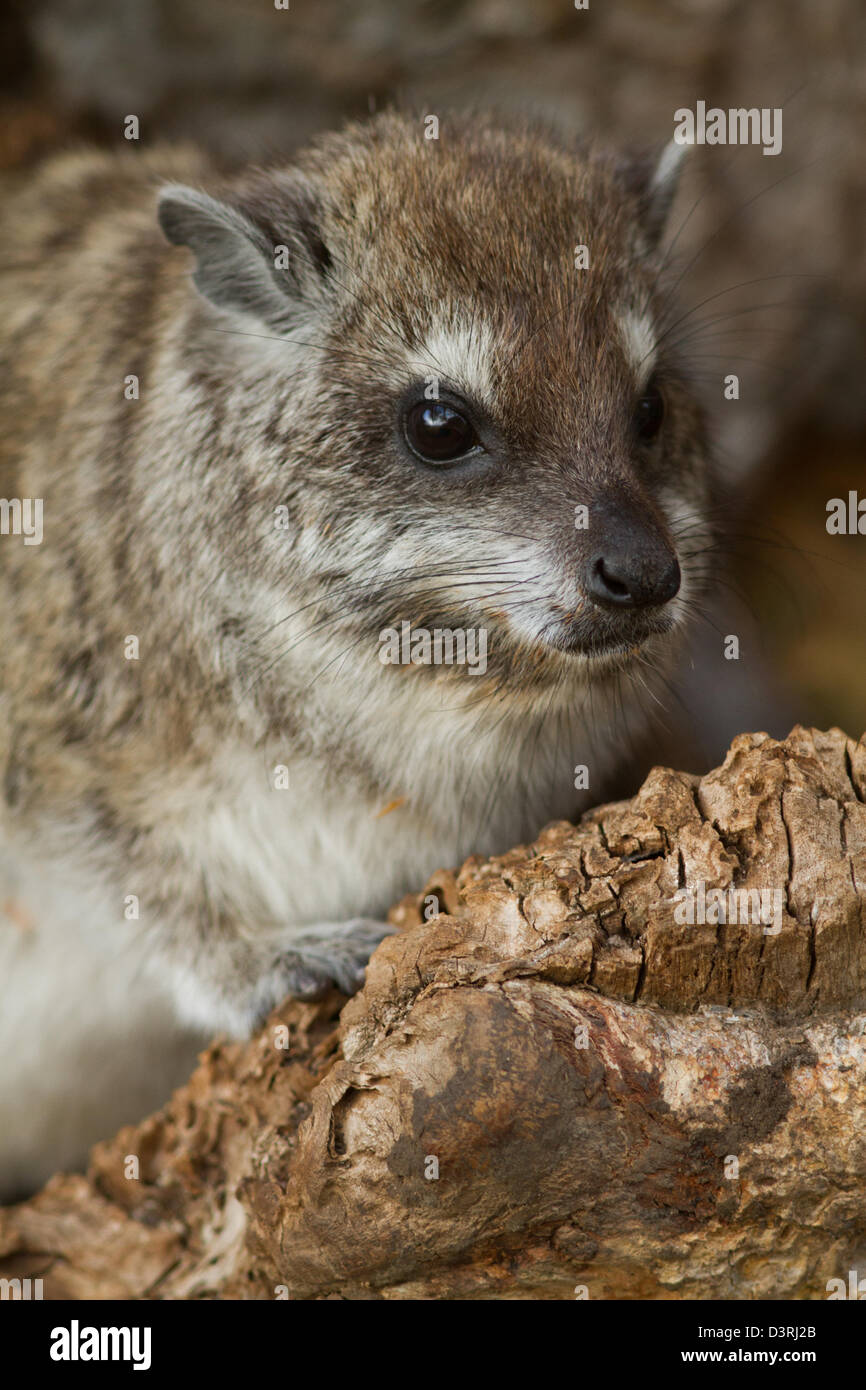 Tree Hyrax (Dendrohyrax aboreus), Tarangire National Park, Tanzania ...