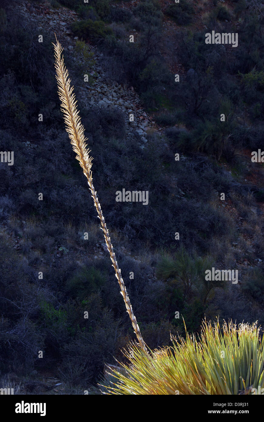 Agave Stalk High Resolution Stock Photography and Images - Alamy