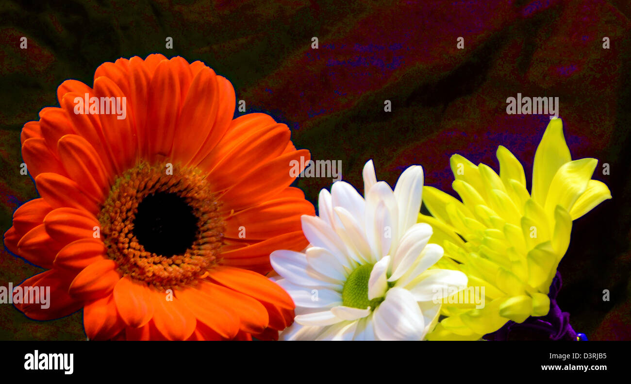 RED WHITE AND YELLOW FLOWER Stock Photo - Alamy