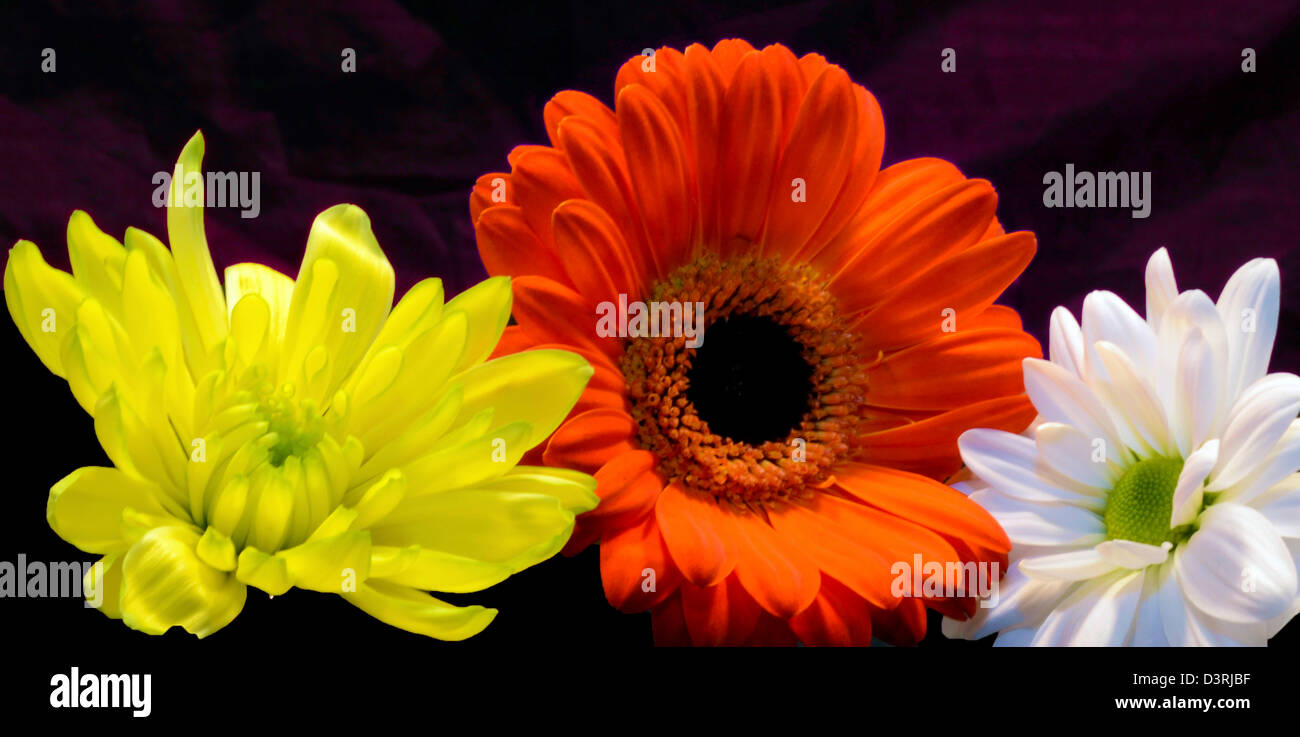 YELLOW RED AND WHITE FLOWERS Stock Photo - Alamy
