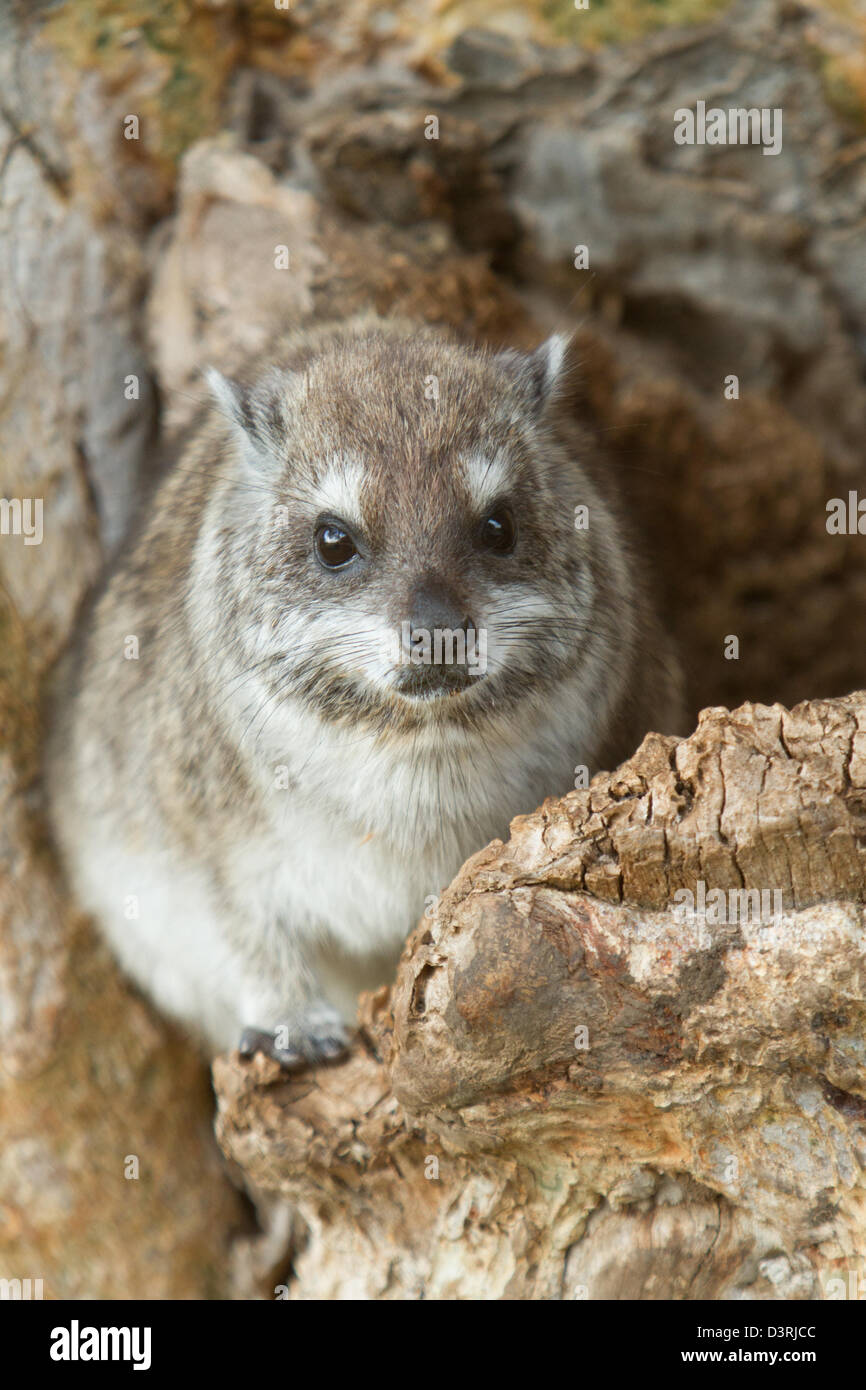 Dendrohyrax hi-res stock photography and images - Alamy