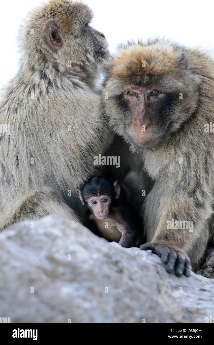 Barbary macaque mother and baby hi-res stock photography and images - Alamy