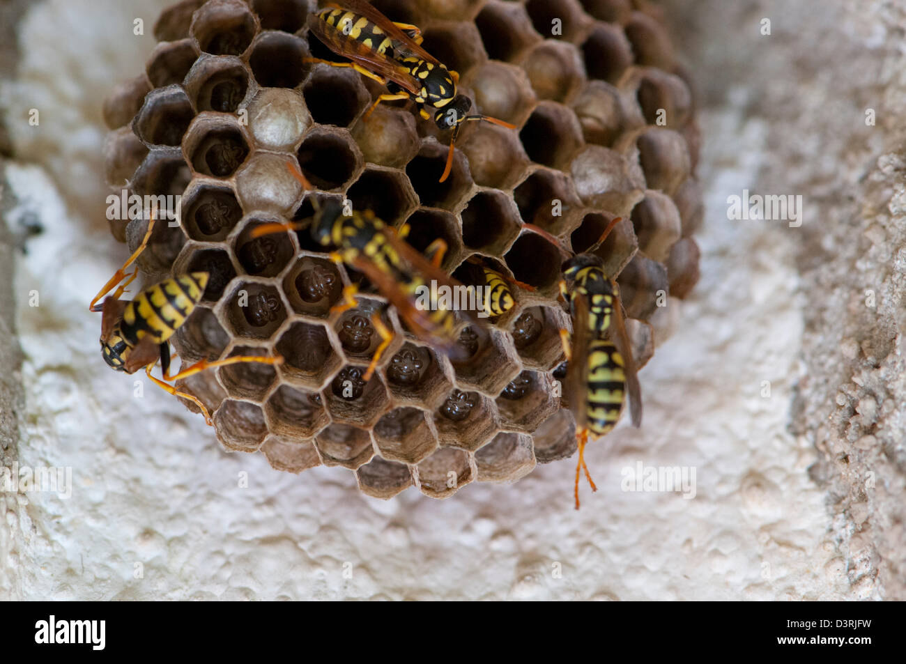 Wasp larva hi-res stock photography and images - Alamy