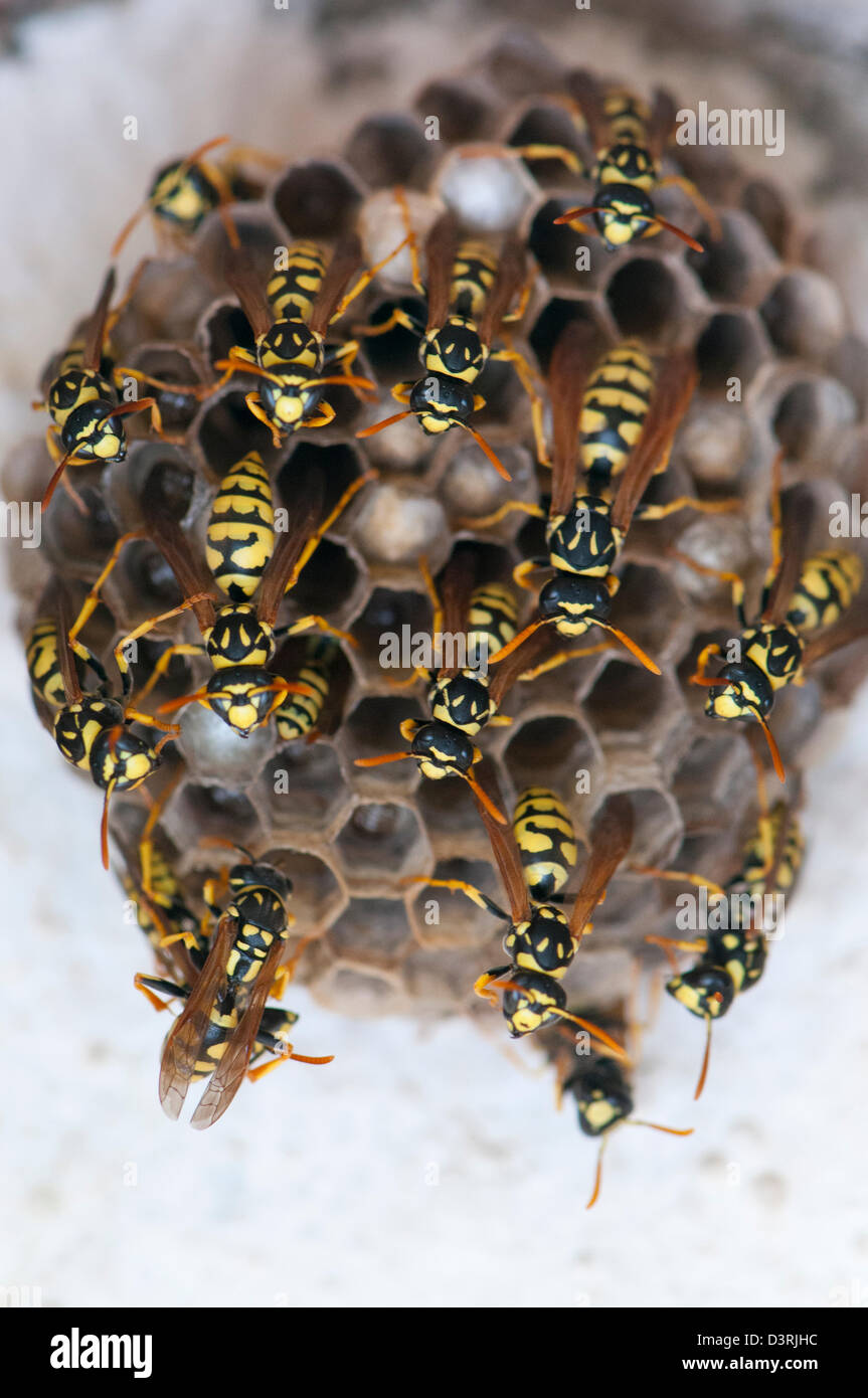Swarm Of Wasps