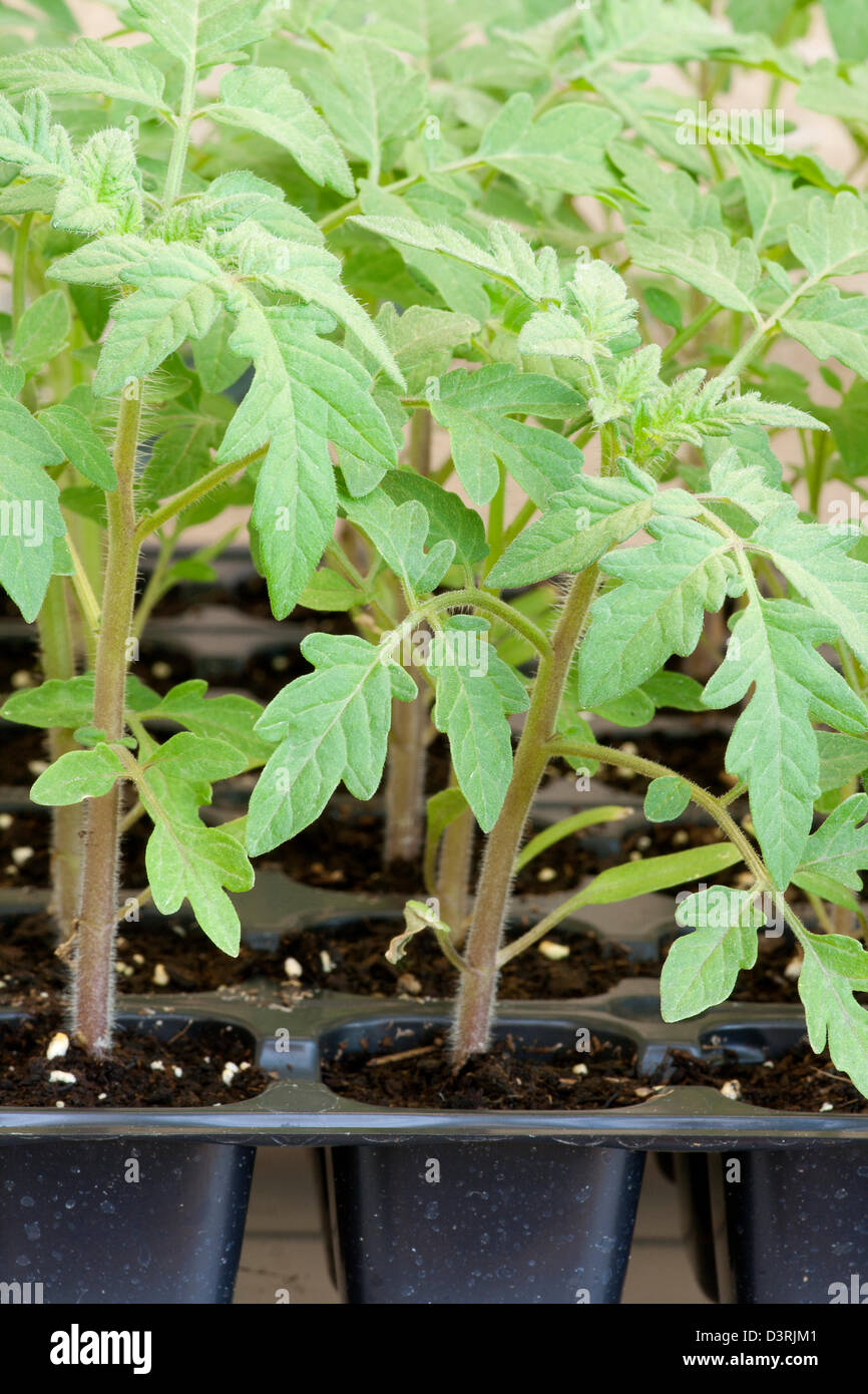 Upbringing growth hi-res stock photography and images - Alamy