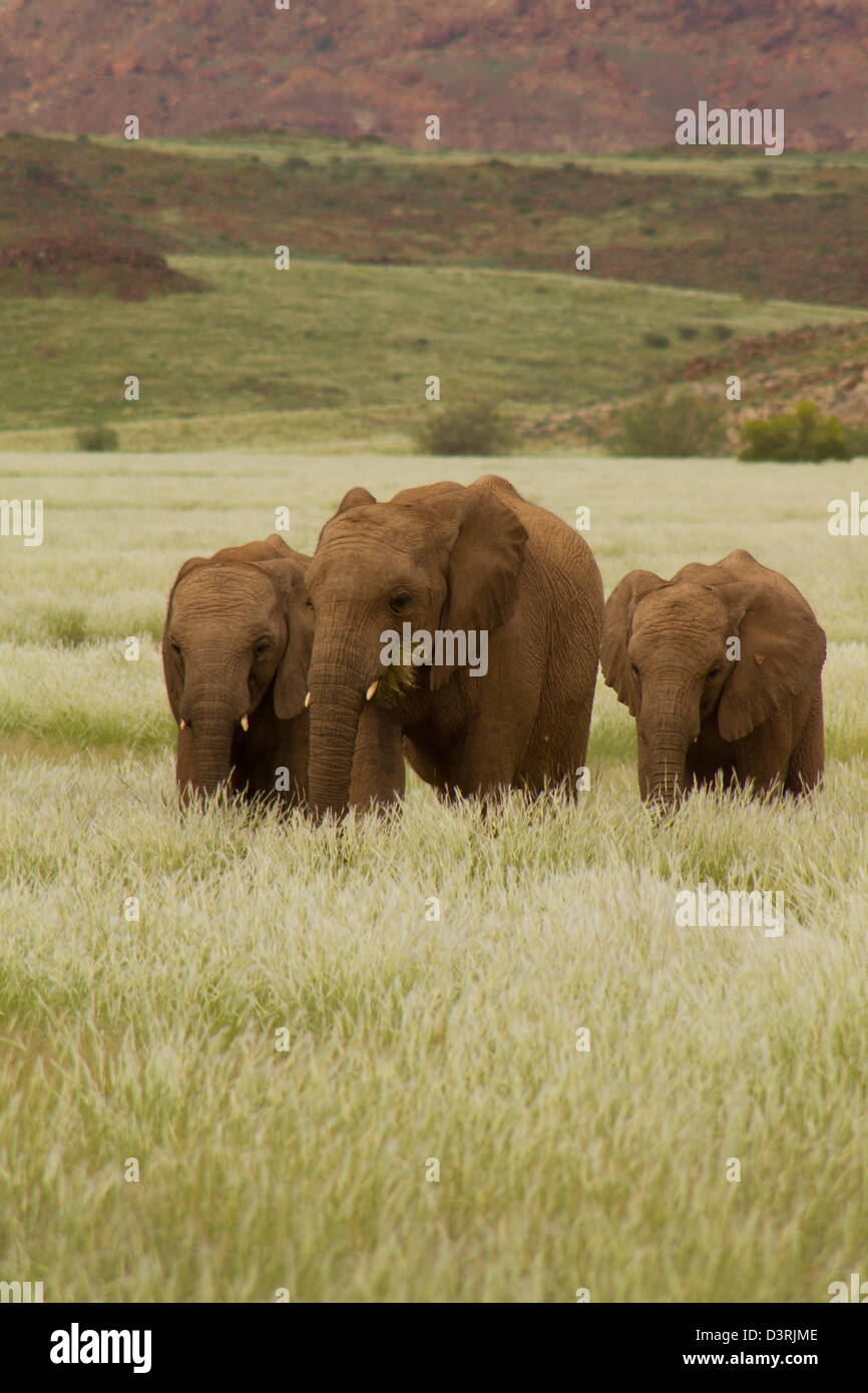 Group of three desert elephants walking through the Damaraland ...
