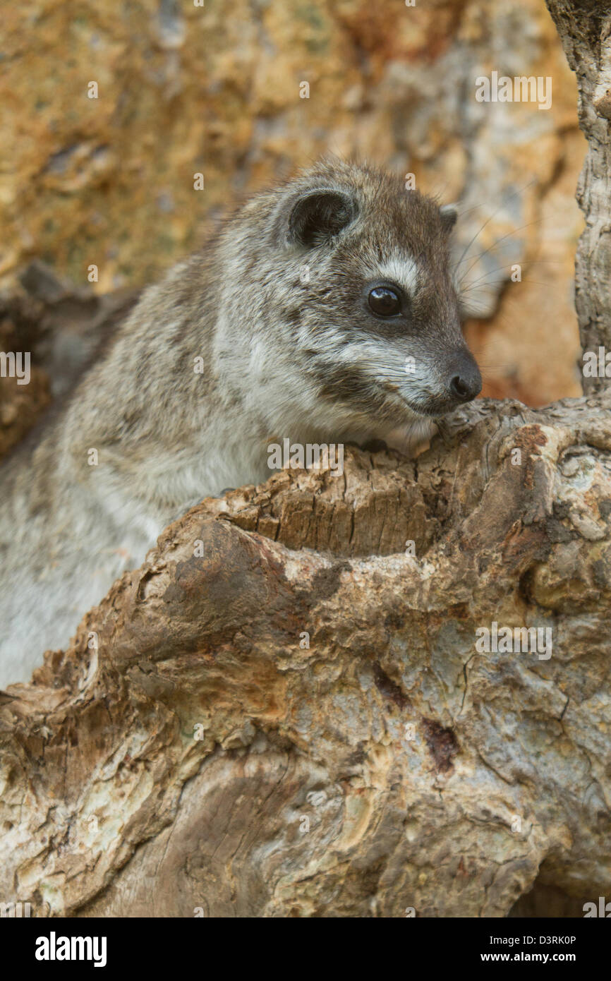 Dendrohyrax arboreus hi-res stock photography and images - Alamy