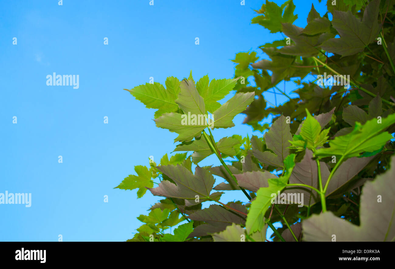 Curled maple leaf hi-res stock photography and images - Alamy