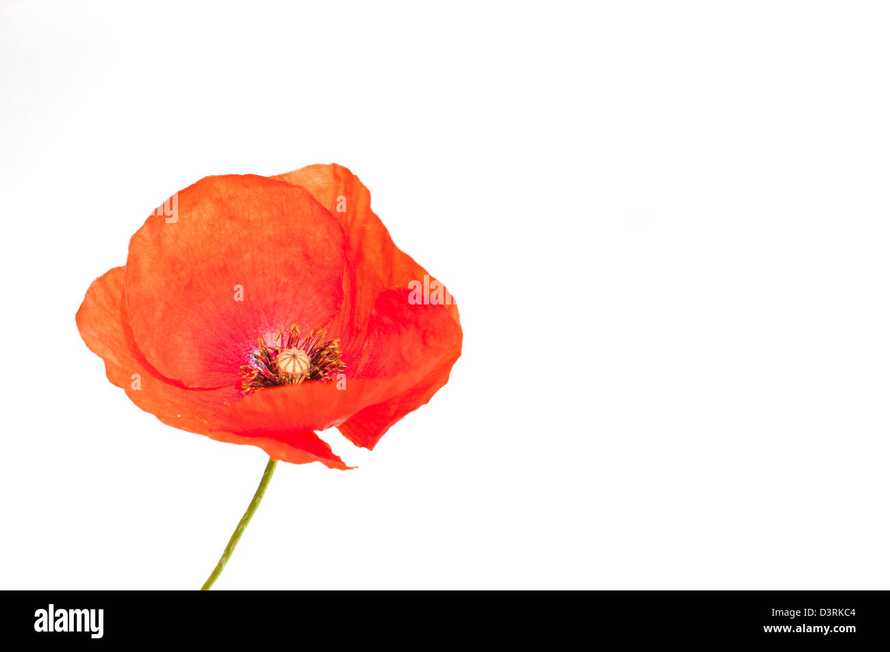 Ww1 poppy hi-res stock photography and images - Alamy