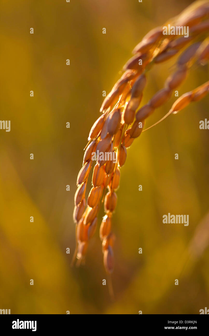 Ripe heads of rice ready for harvest in the Sacramento Valley of ...