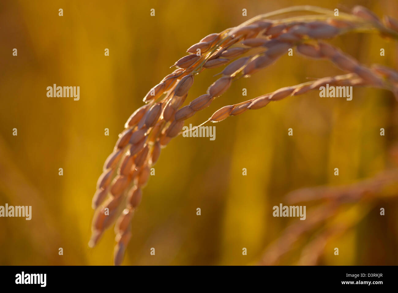 Ripe heads of rice ready for harvest in the Sacramento Valley of ...