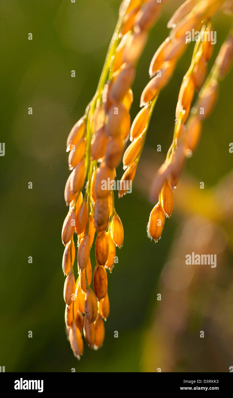 Ripe heads of rice ready for harvest in the Sacramento Valley of ...