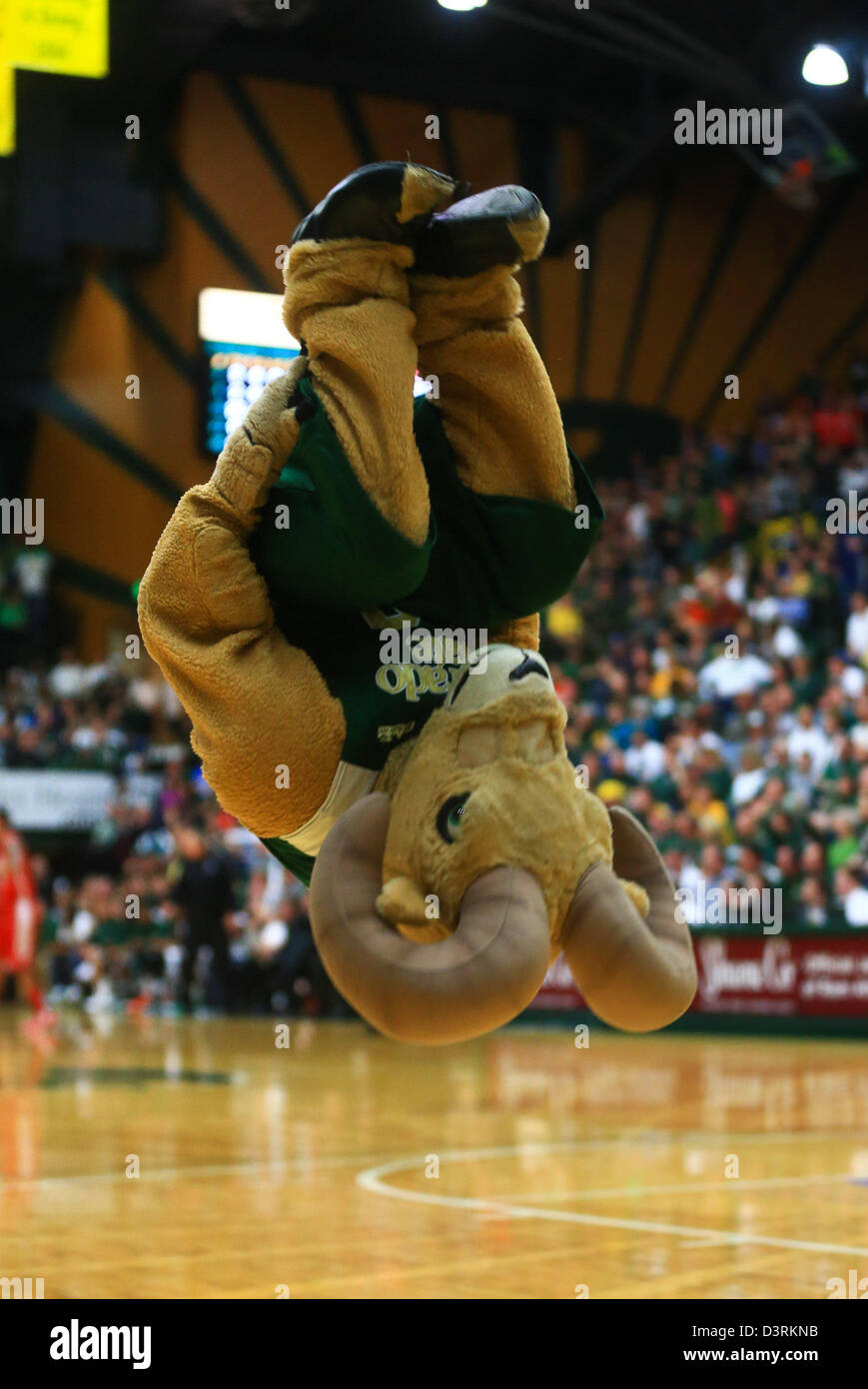 Fort Collins, CO, USA. 23rd Feb, 2013. Colorado State mascot CAM the ...