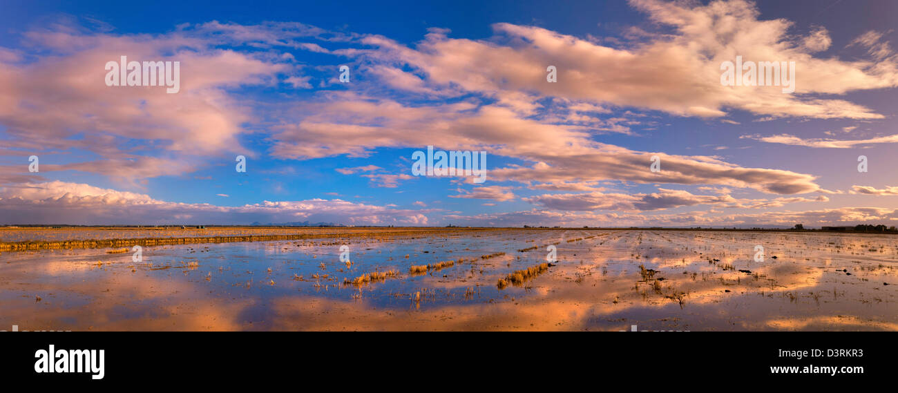 Dramatic sunset over flooded rice fields in the Sacramento Valley of ...