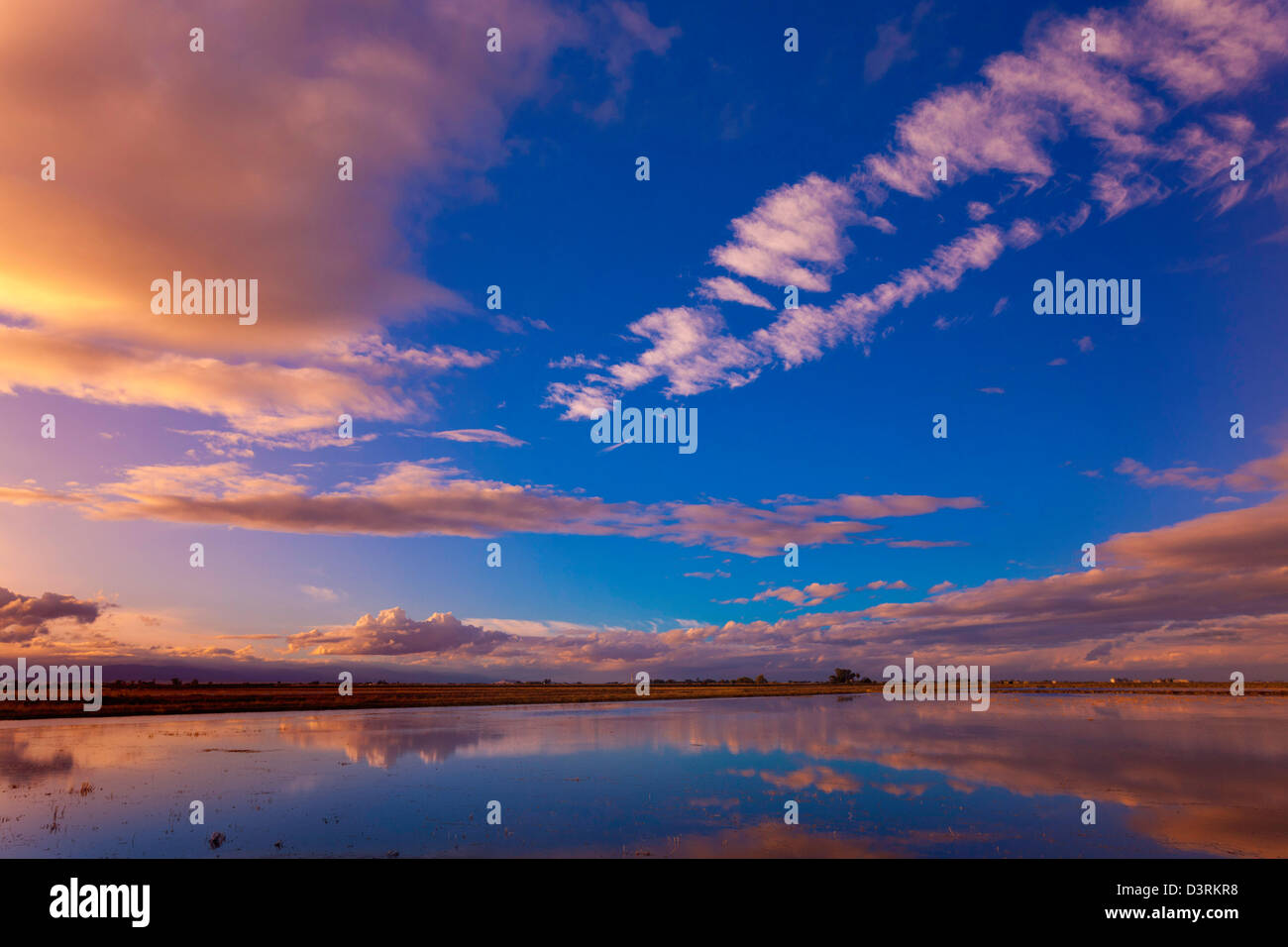 Dramatic sunset over flooded rice fields in the Sacramento Valley of ...
