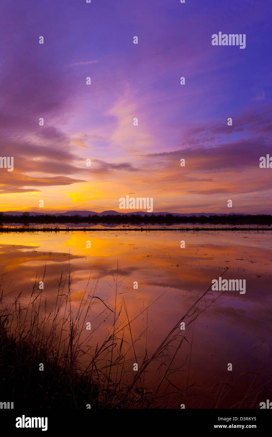 Dramatic sunset over flooded rice fields in the Sacramento Valley of ...