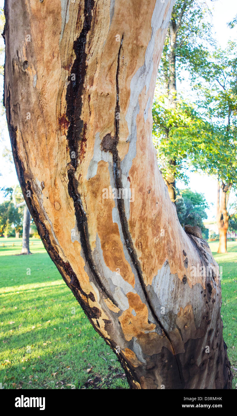 Abstract tree patterns hi-res stock photography and images - Alamy