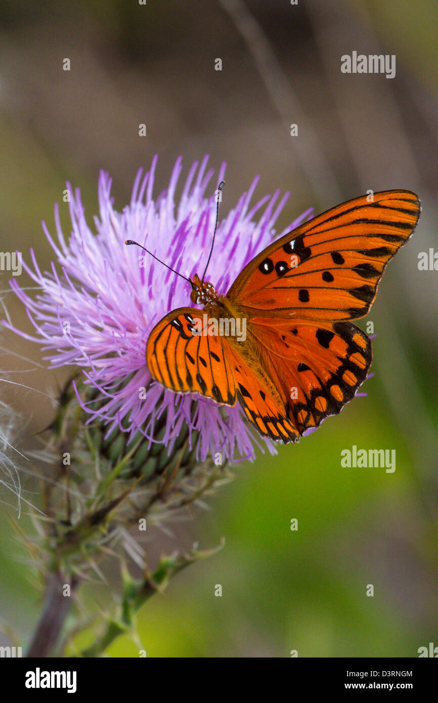 Butterfly along the park road in Everglades National Park Florida Stock ...