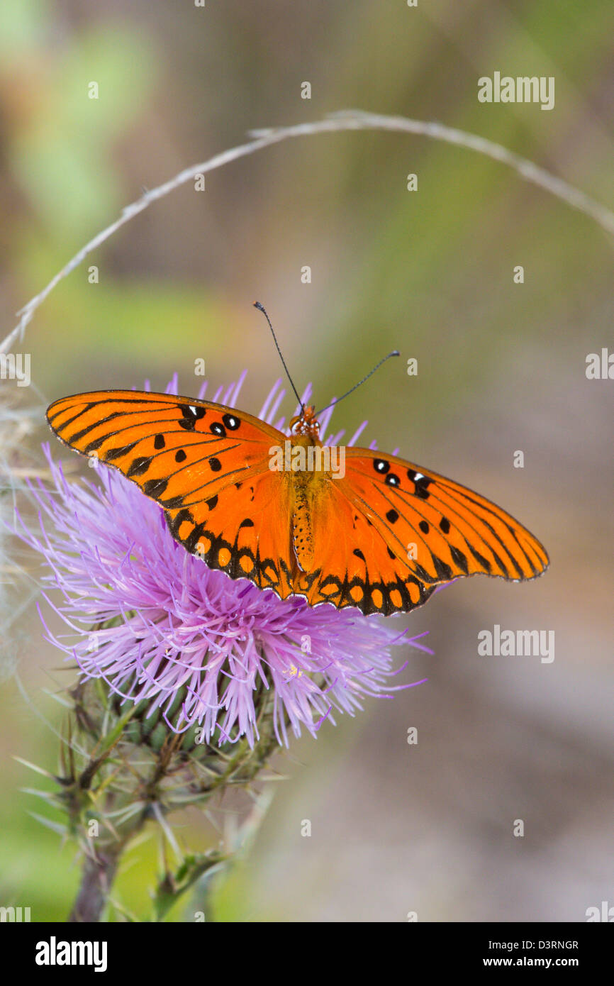 Butterfly along the park road in Everglades National Park Florida Stock ...