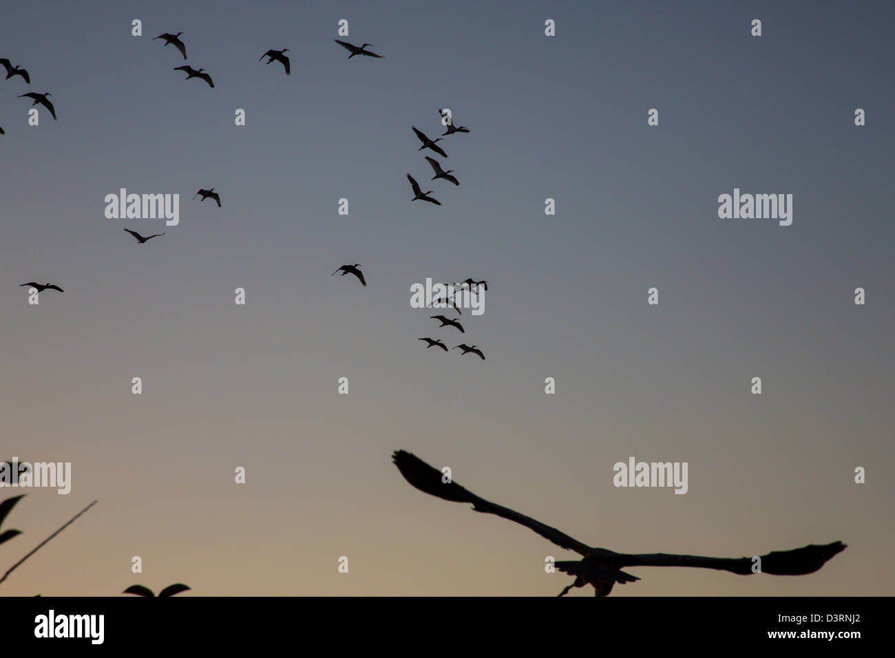 Birds flying silhouette hi-res stock photography and images - Alamy