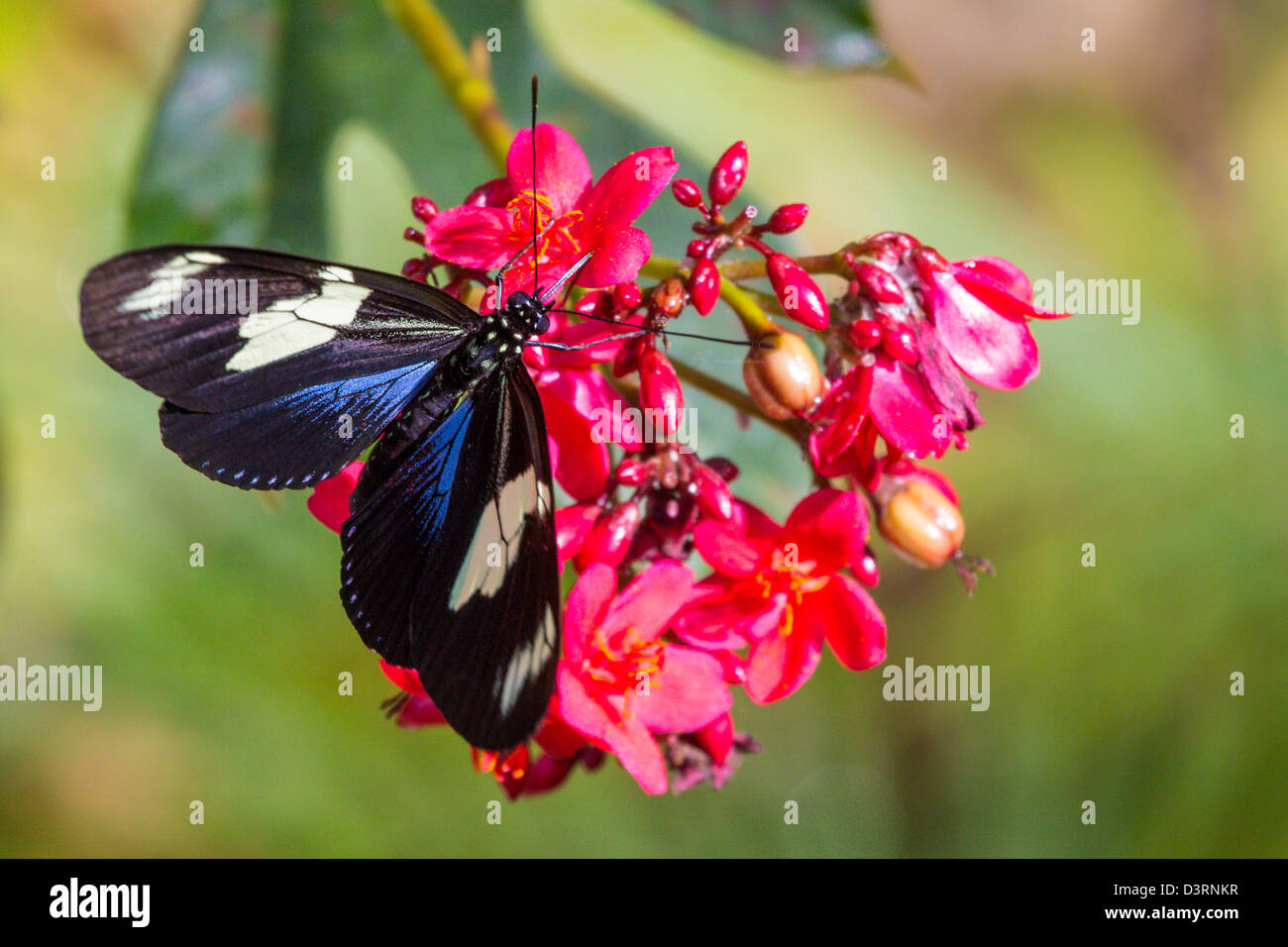 Fairchild tropical botanic garden in hi-res stock photography and ...