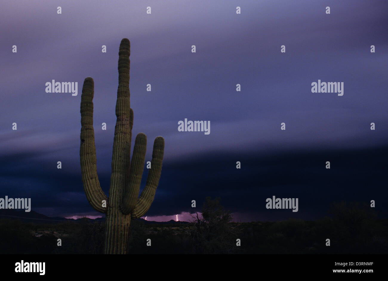 Saguaro lightning hi-res stock photography and images - Alamy