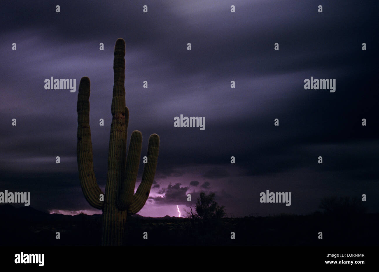 Saguaro cactus sunset at dusk with lightning Arizona State USA Stock ...