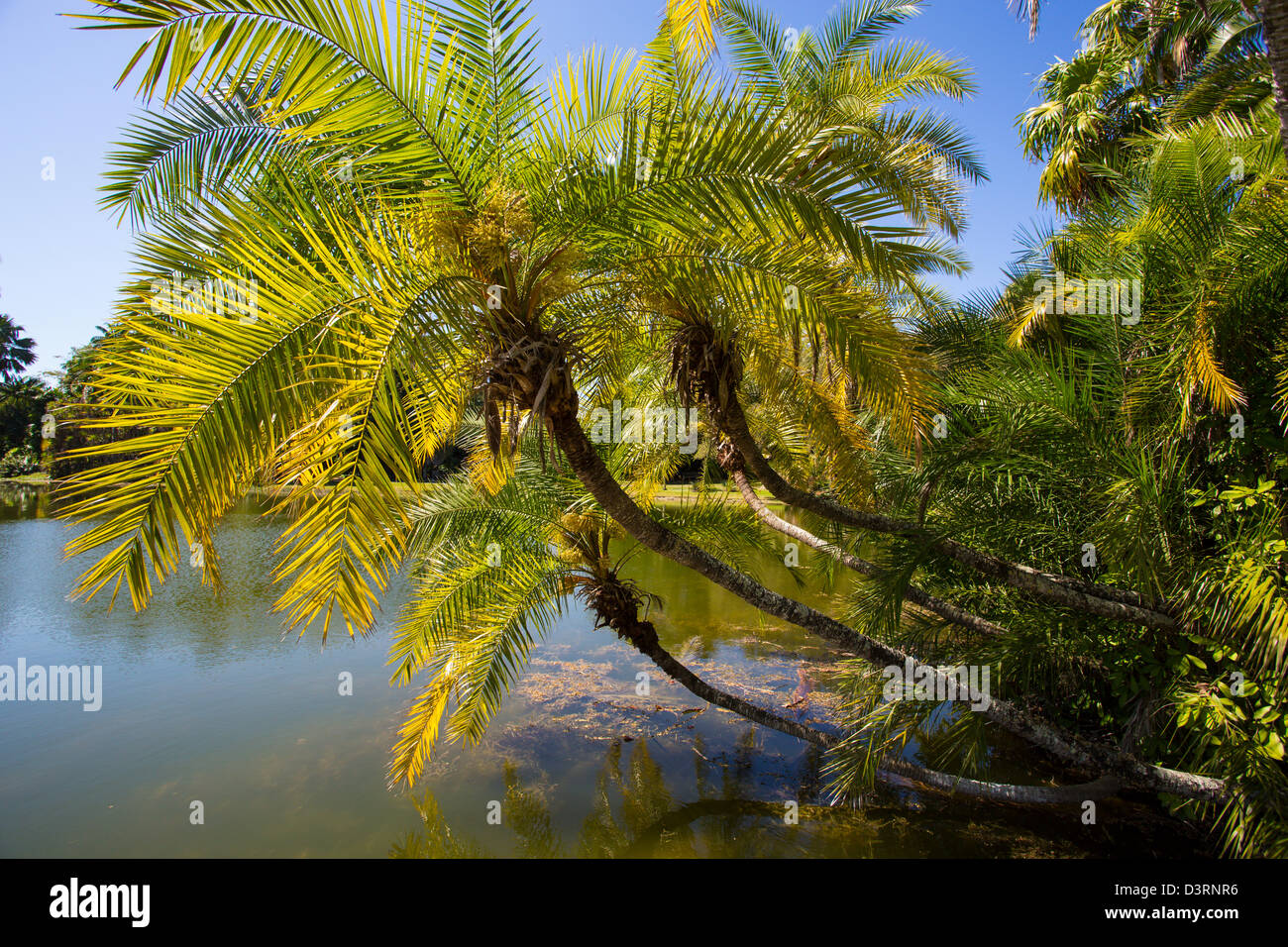 Fairchild tropical botanic garden in hi-res stock photography and ...