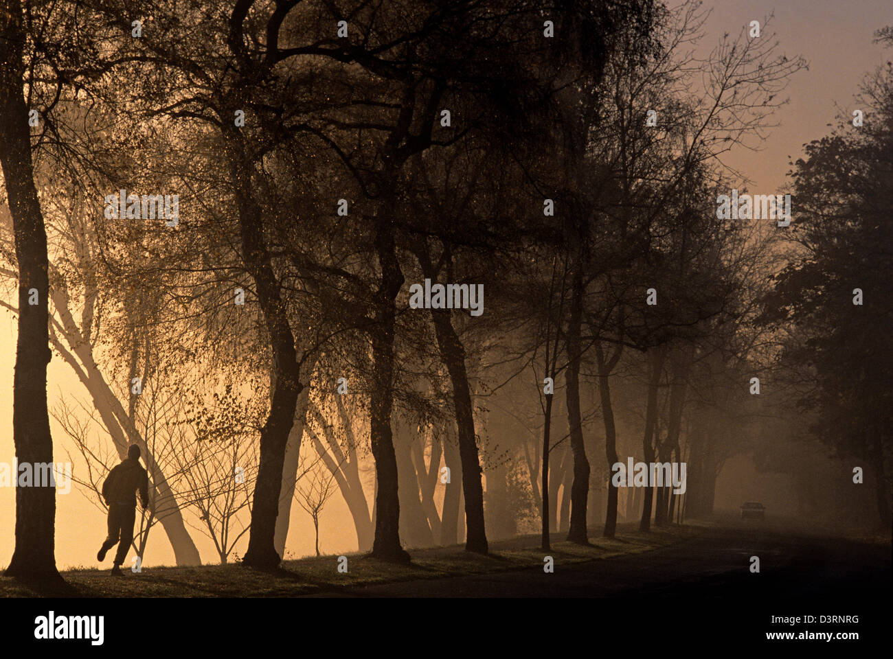 Runner in fog along Washington Boulevard near Seward Park with ...