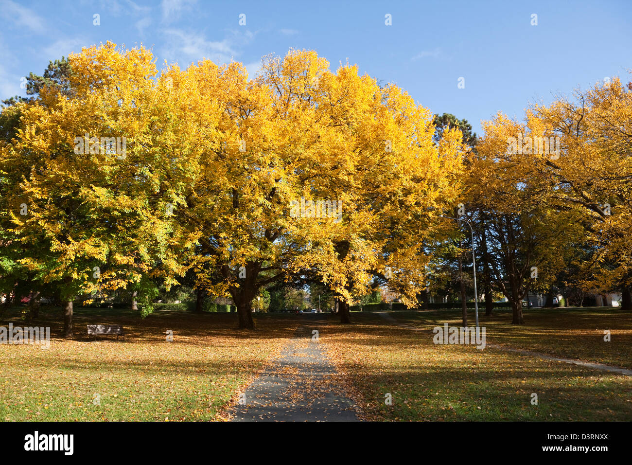 Autumn colours in park. Telopea Park, Kingston, Canberra, Australian ...