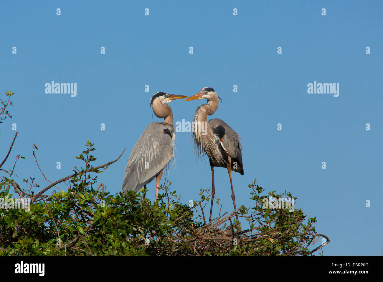 A pair of Great Blue Herons at the Venice Rookery in Venice Florida ...