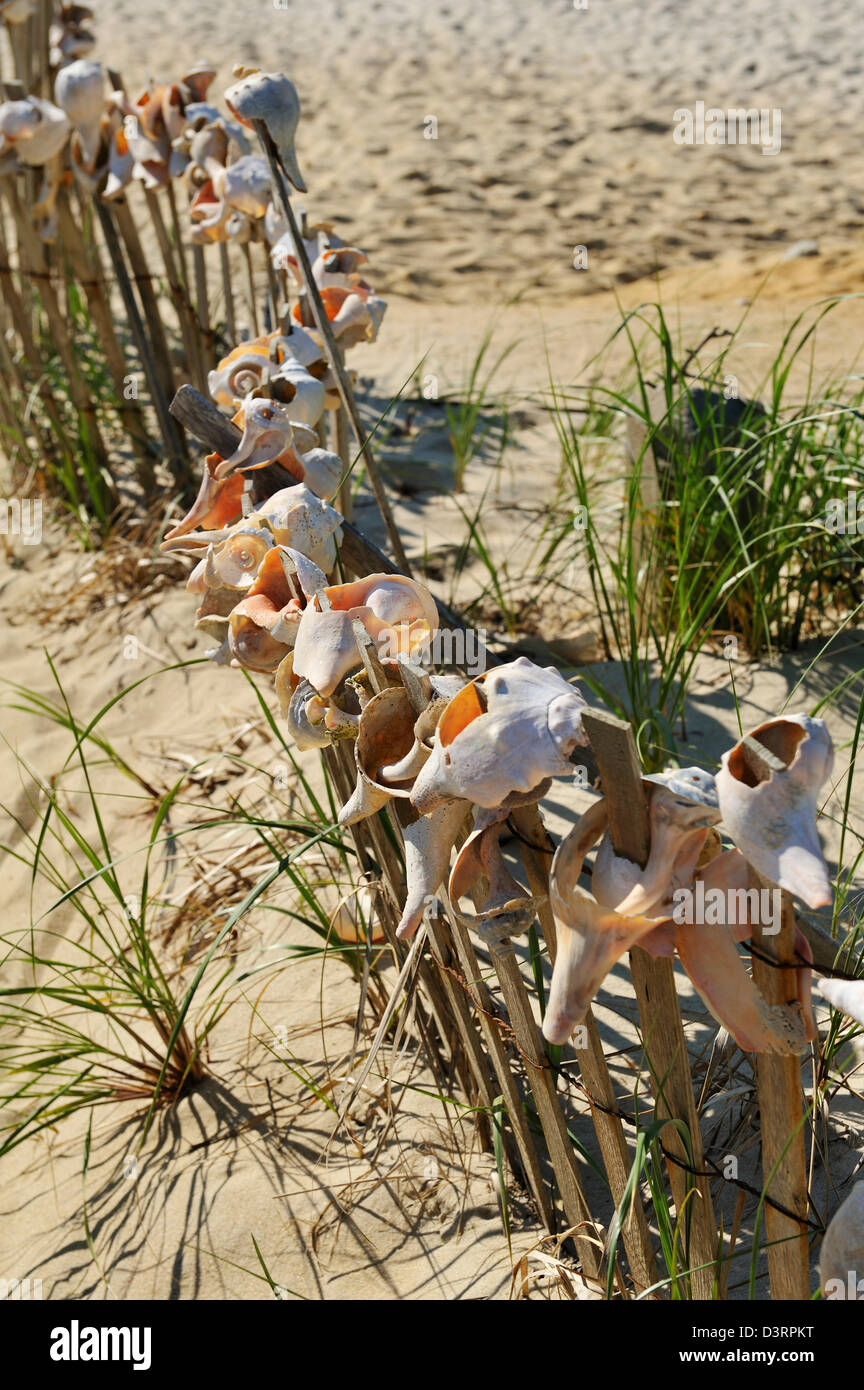 Seashell fence at Jetties Beach, Nantucket Island, MA Stock Photo - Alamy