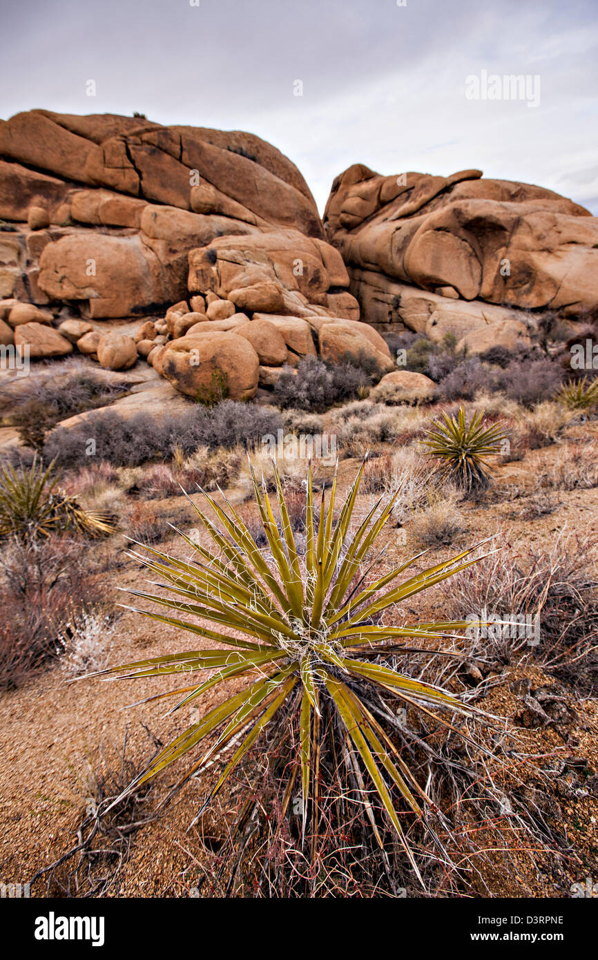 Mojave yucca in Joshua Tree National Park, California Stock Photo - Alamy