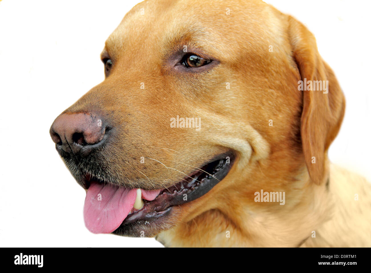Dog portrait head hi-res stock photography and images - Alamy