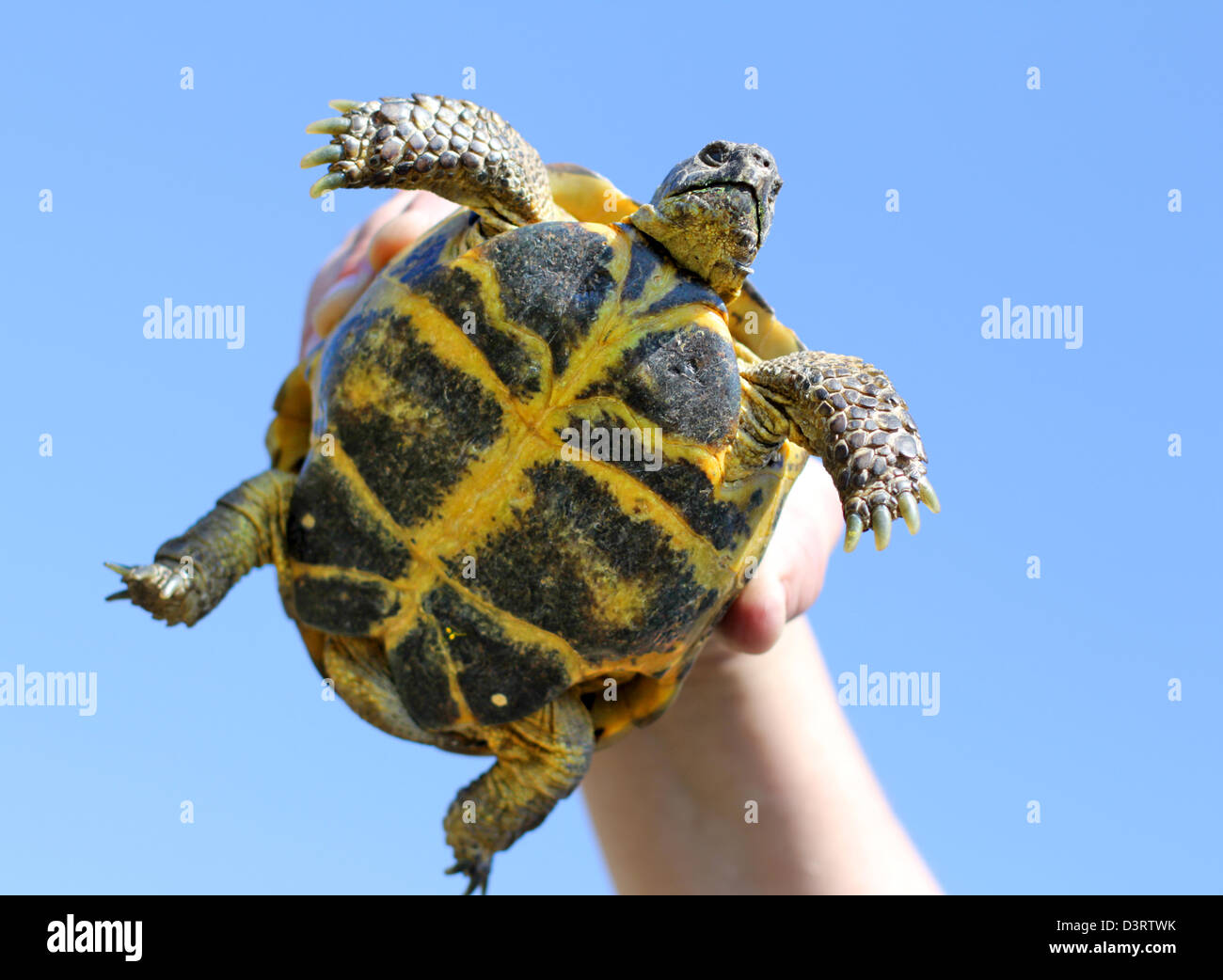 turtle in hand Stock Photo - Alamy