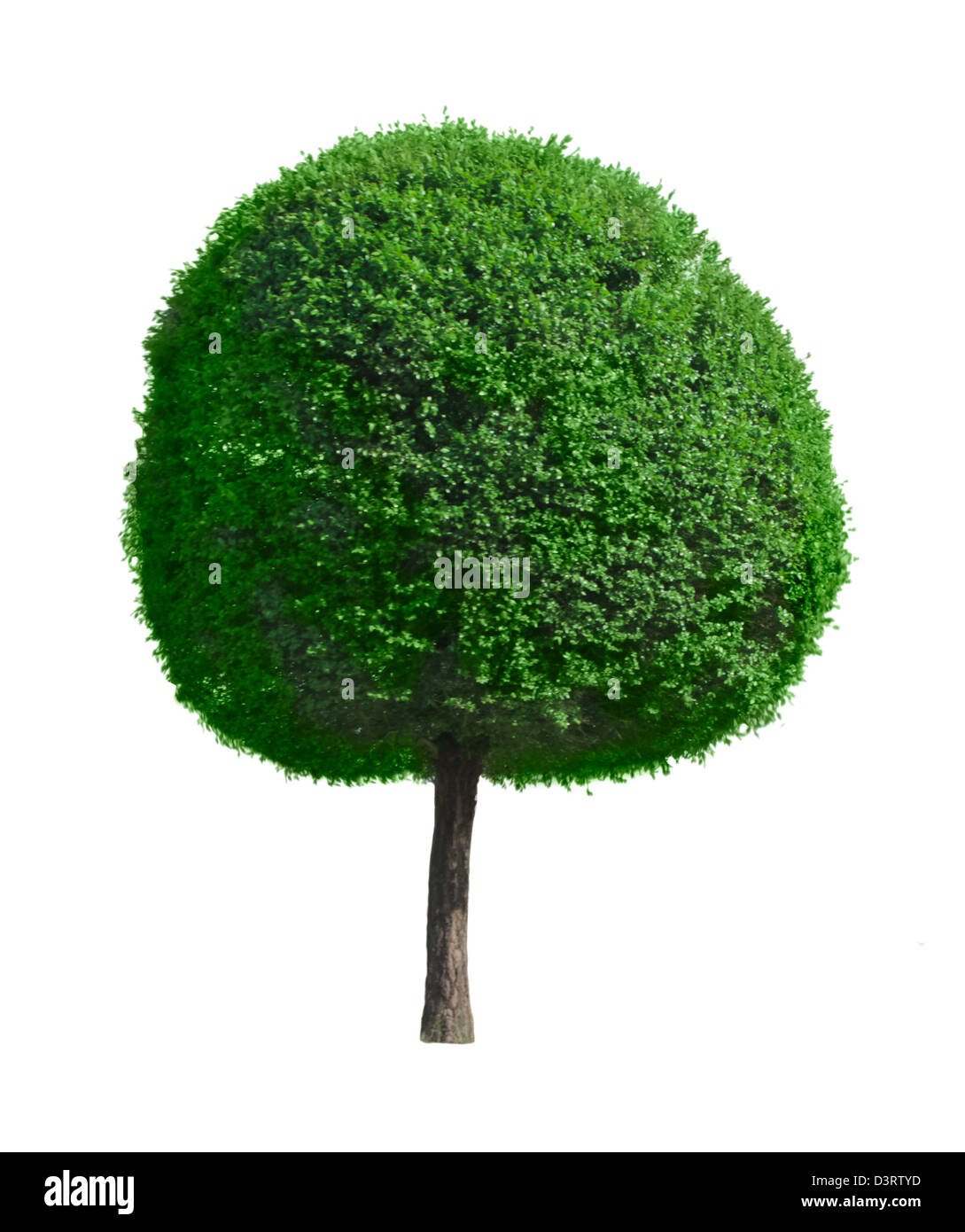 Summer tree grow on Cut Out Stock Images & Pictures - Alamy